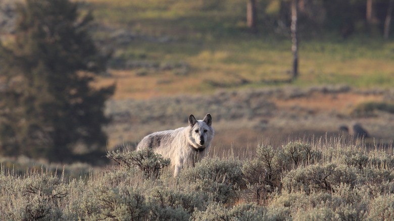 Yellowstone's Newest Tour Opening In 2027 Explores Unique Wildlife With ...