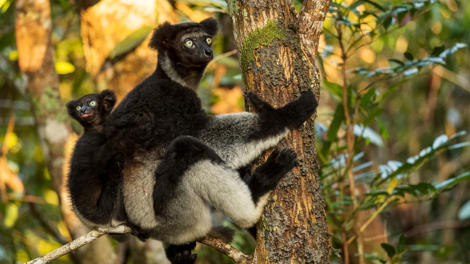 You Can See Lemurs At Only One Spot In The World
