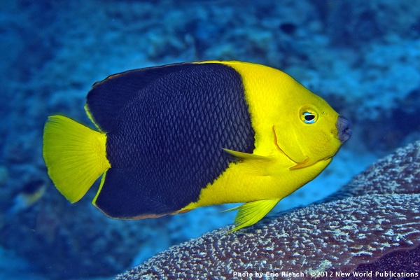 10 Caribbean Fish to Spot When Snorkeling | Islands