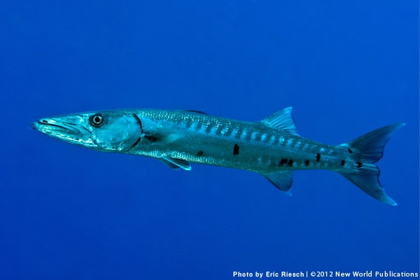 10 Caribbean Fish to Spot When Snorkeling | Islands