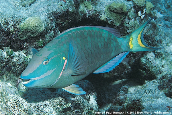10 Caribbean Fish to Spot When Snorkeling | Islands