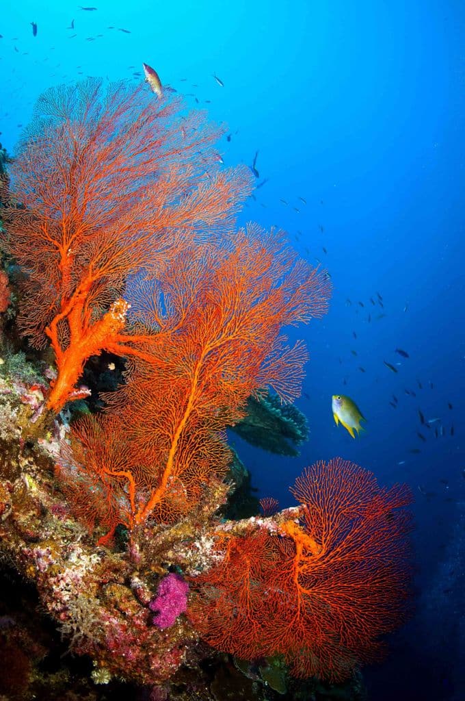 Rowley Shoals: Australia's Best-Kept Secret | Adventure Vacations ...