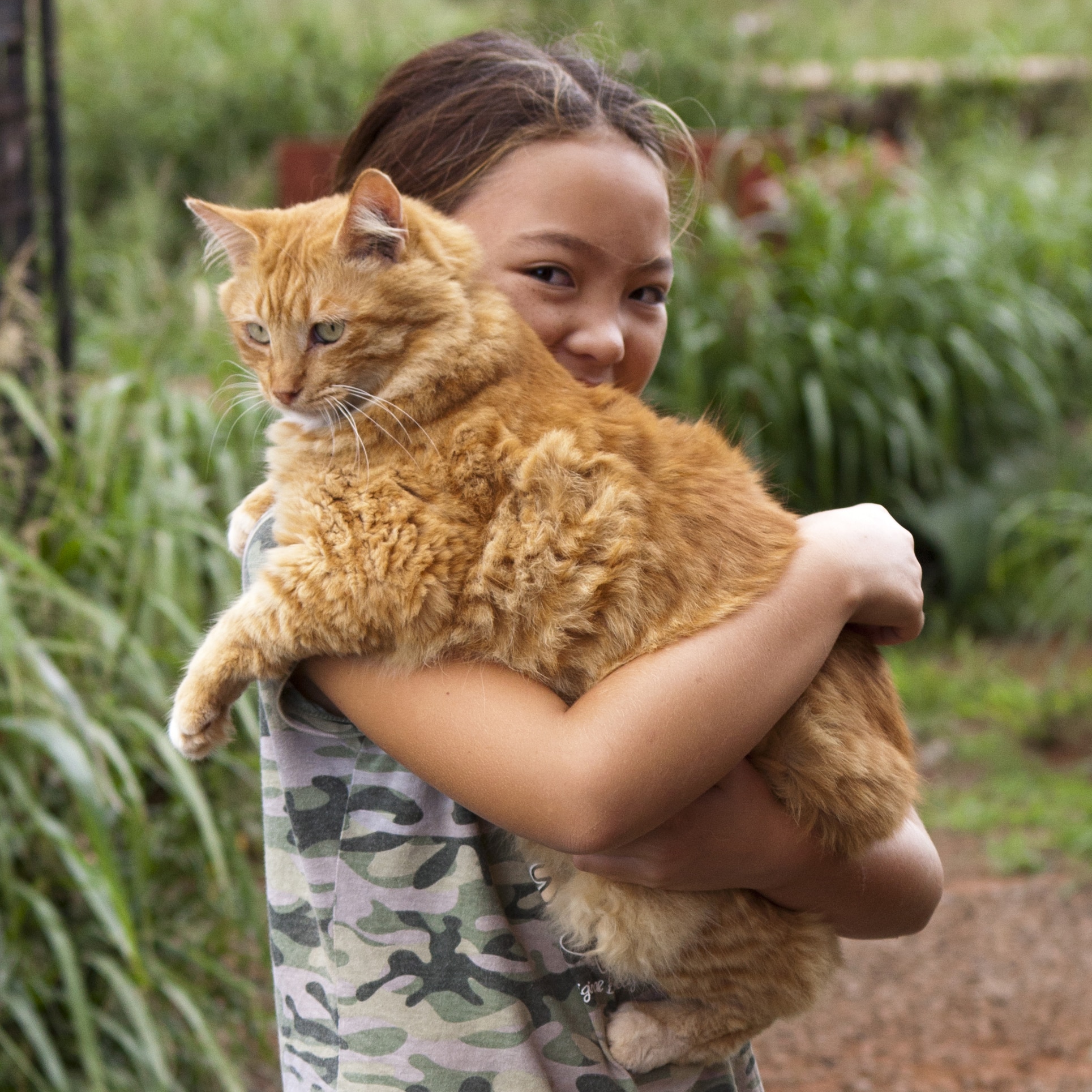 Island Cats: Is Hawaii the Best Island for Cats? | Lanai Animal Rescue ...