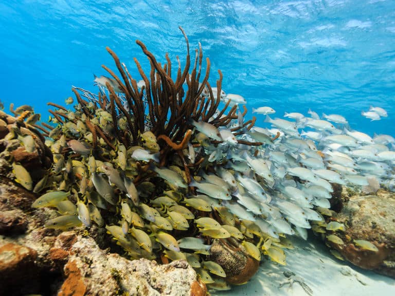 7 Things to Love About Belize’s Mahogany Bay Resort & Beach Club | Islands