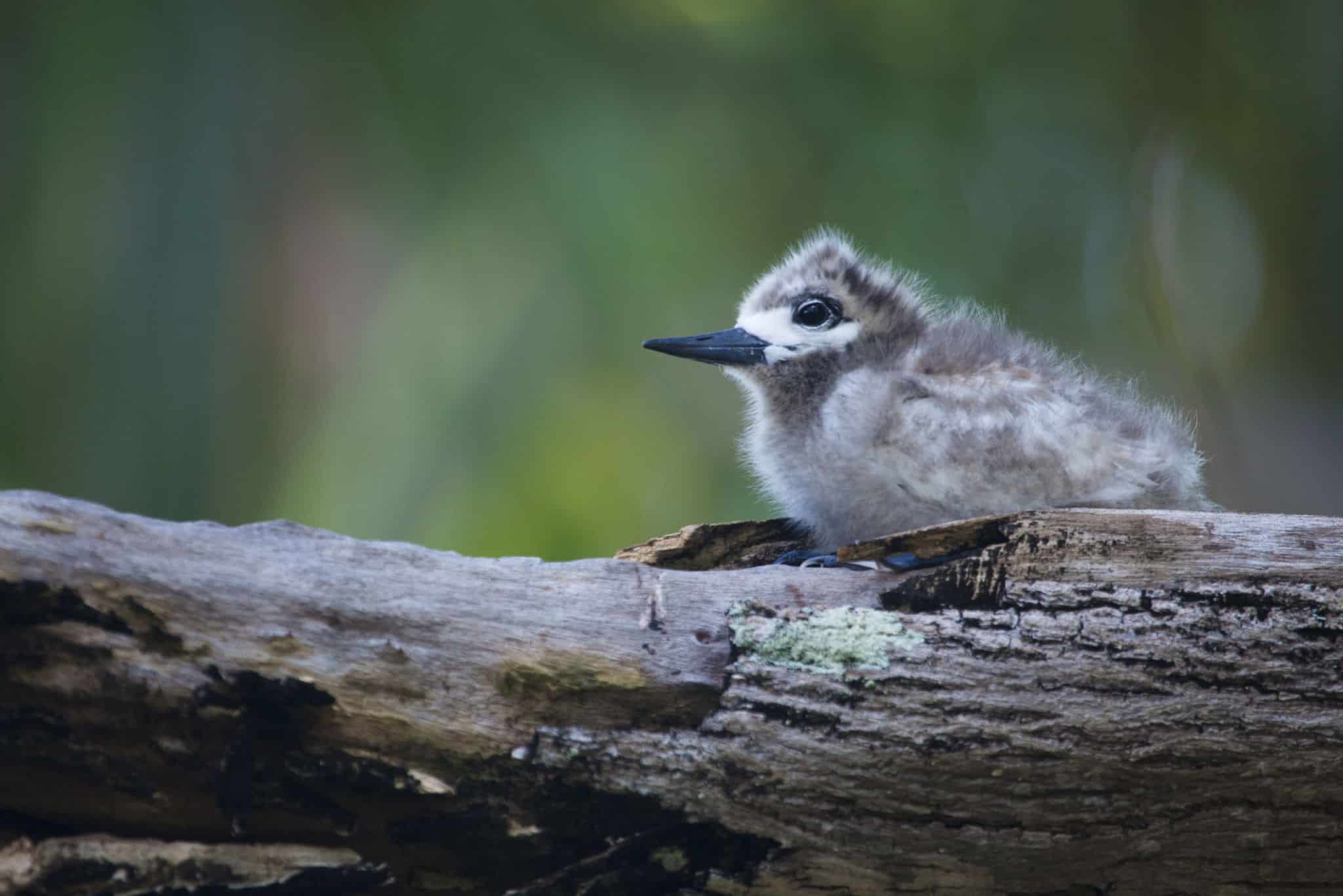 All Alone in Paradise: Motu Teta | Islands