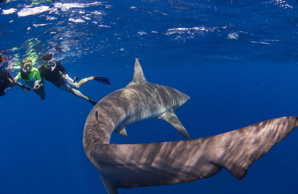 Best Places to Swim with Sharks | Islands