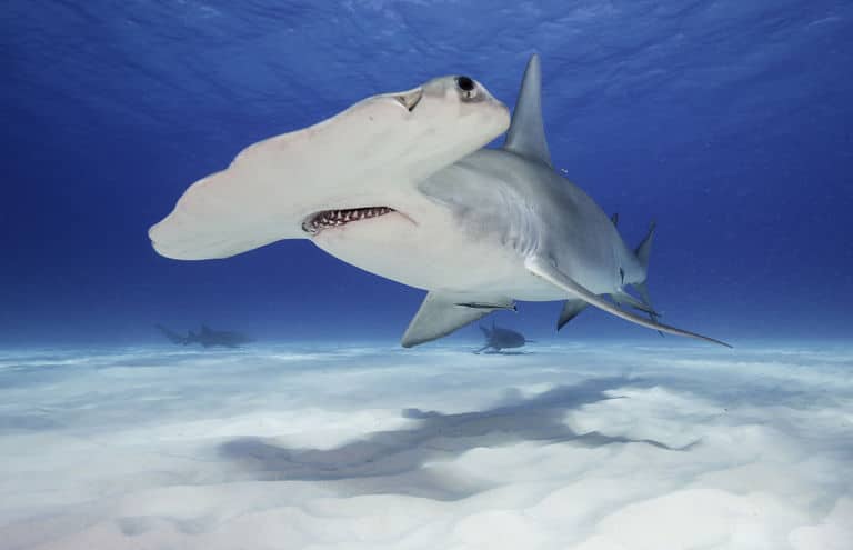 Best Places to Swim with Sharks | Islands