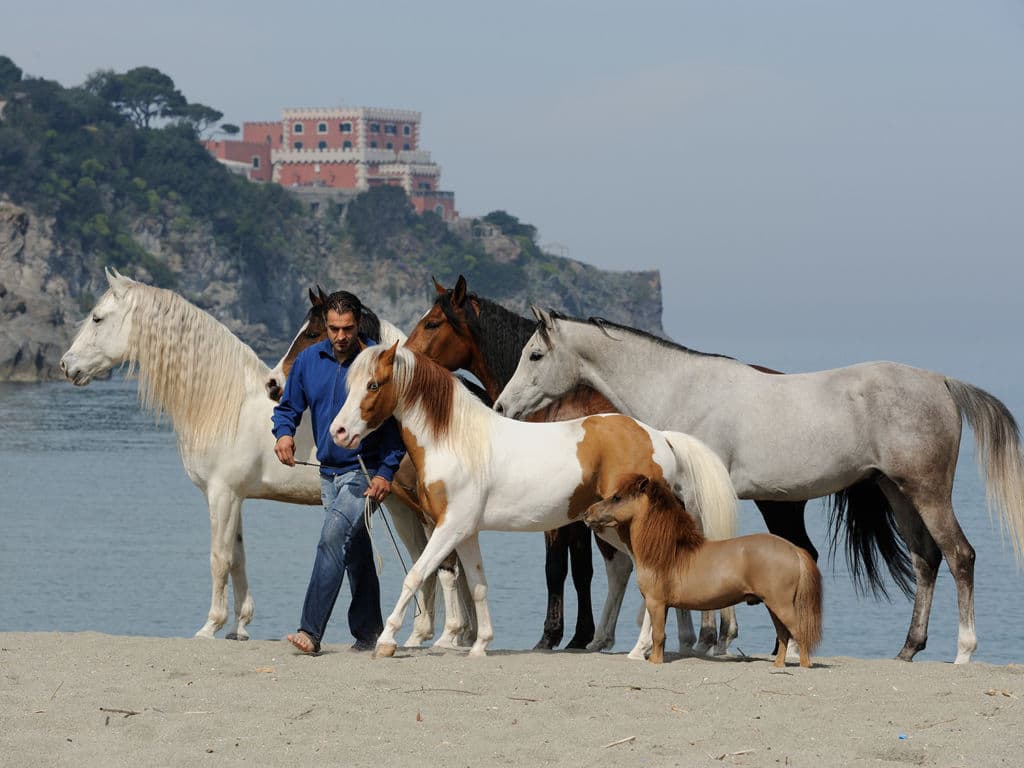 The Island Where the Horses Run Free | Islands