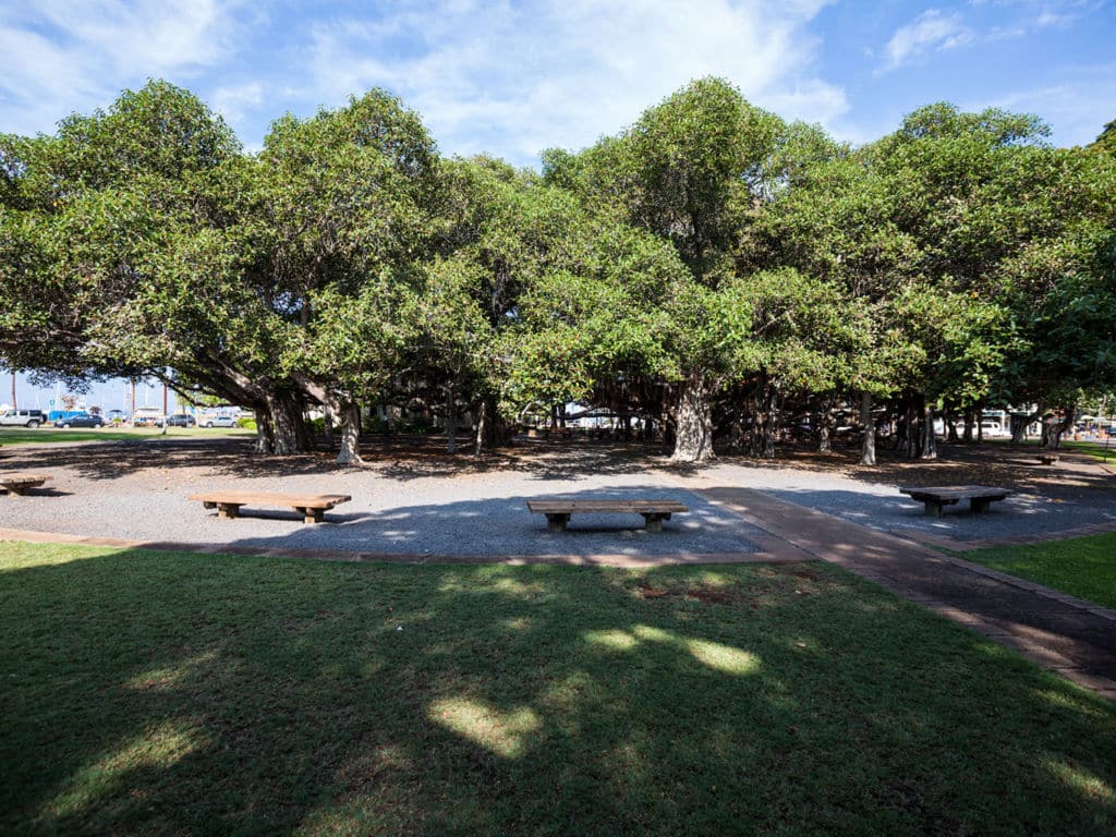 Celebrate Earth Day with 10 Iconic Island Trees | Islands