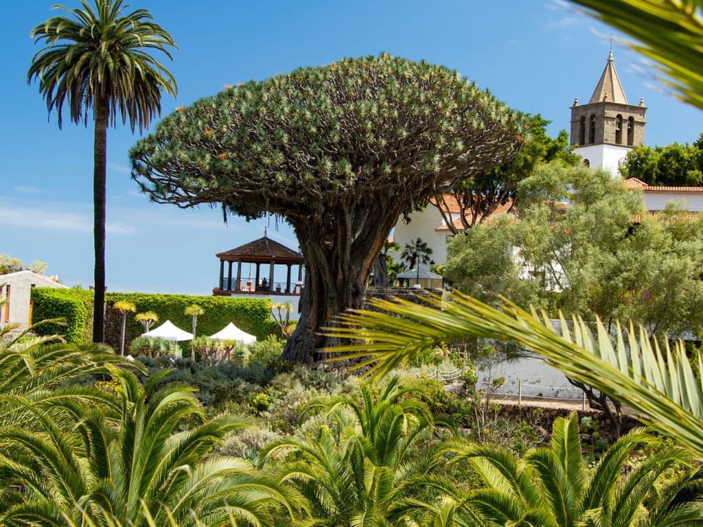 Celebrate Earth Day with 10 Iconic Island Trees | Islands