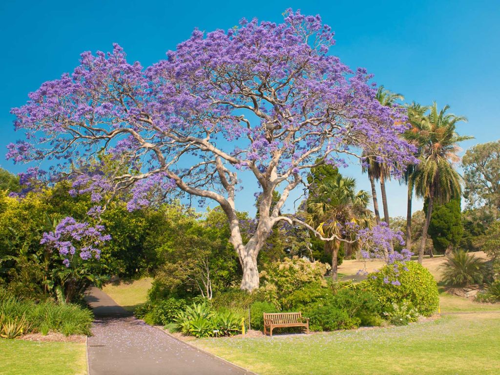 Celebrate Earth Day with 10 Iconic Island Trees | Islands